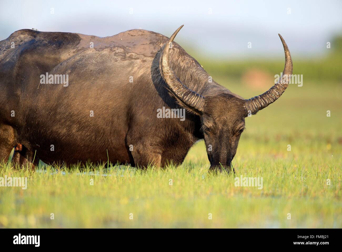 Thailand, Water Buffalo (water buffalo), eating Stock Photo - Alamy