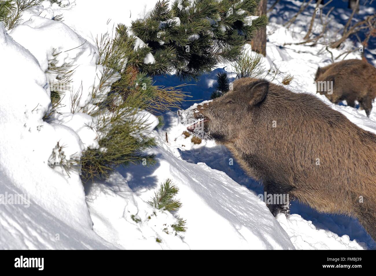 Boar (Sus scrofa) in winter Stock Photo - Alamy