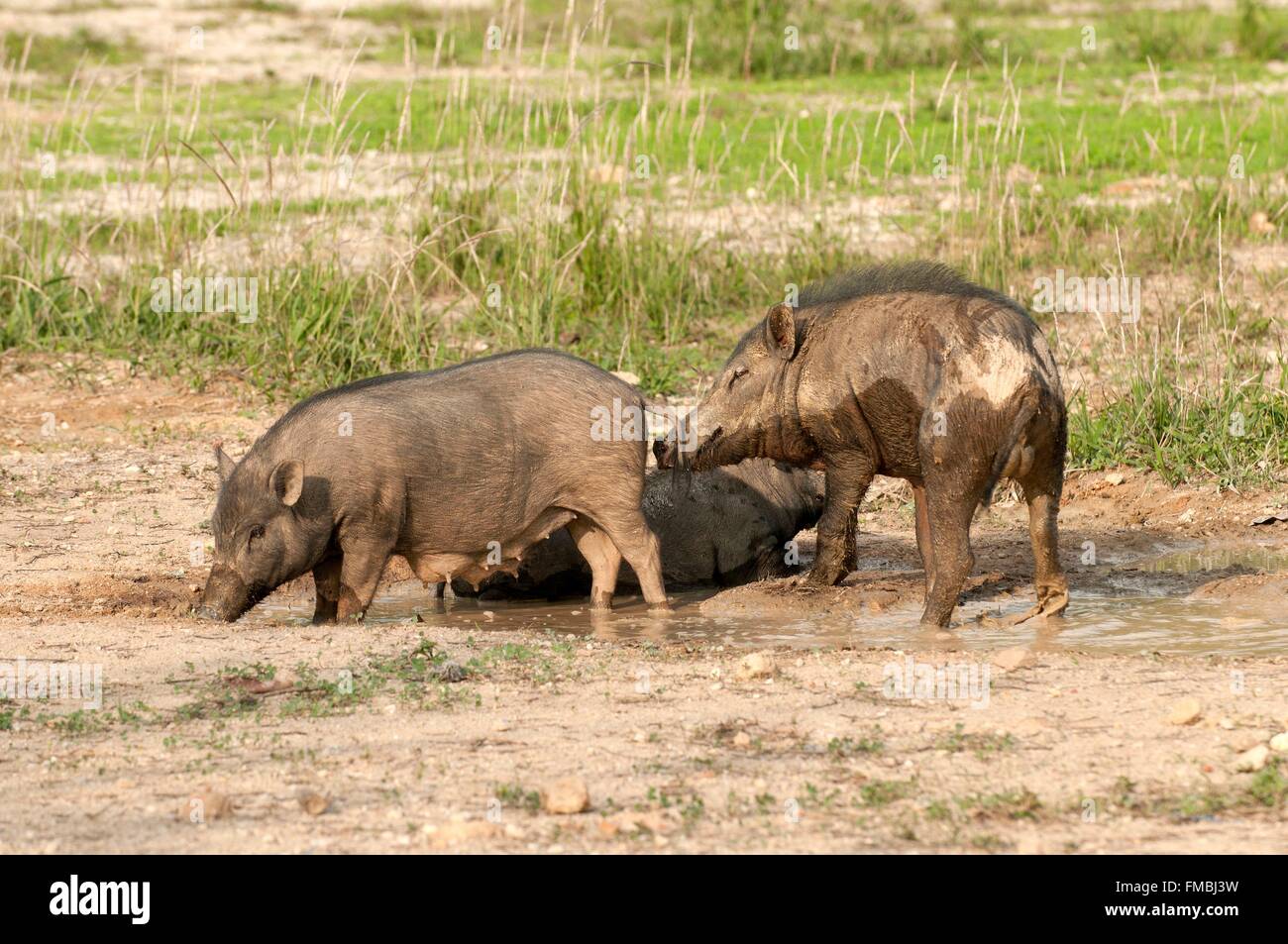 Thailand, Wild Boar (Sus scrofa), male and female Stock Photo - Alamy