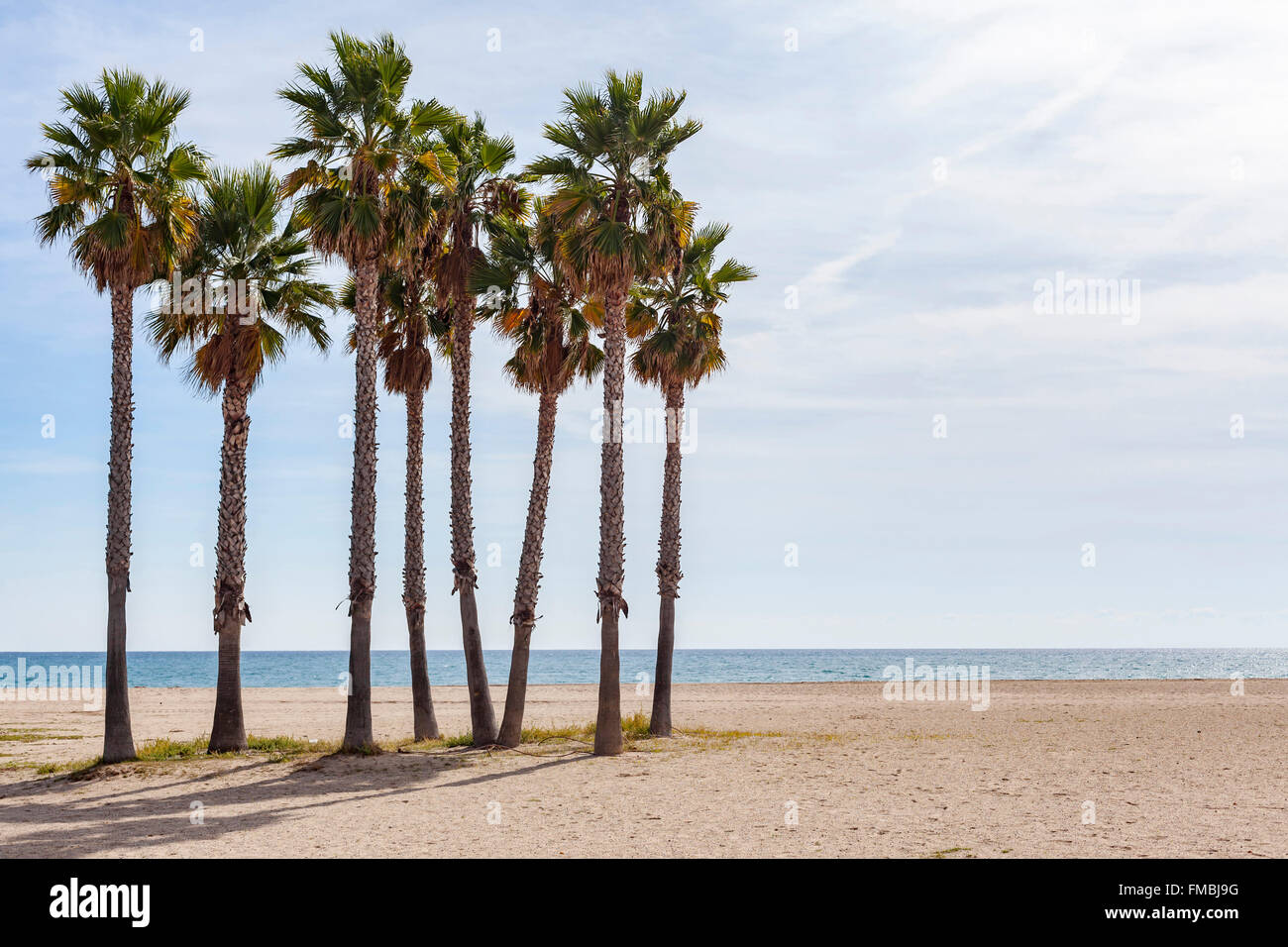European beach tree hi-res stock photography and images - Alamy