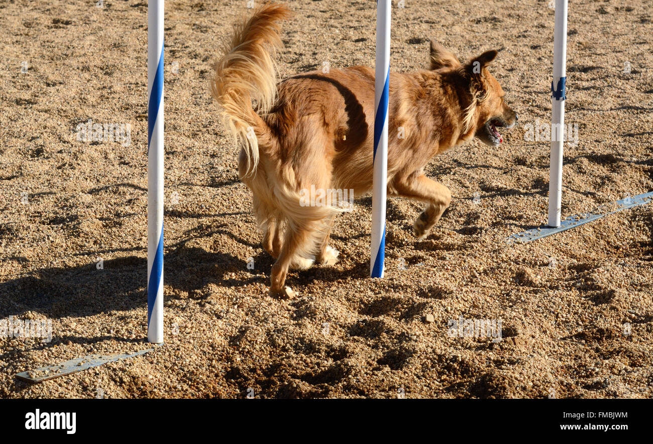 Dog agility weave poles hi-res stock photography and images - Alamy