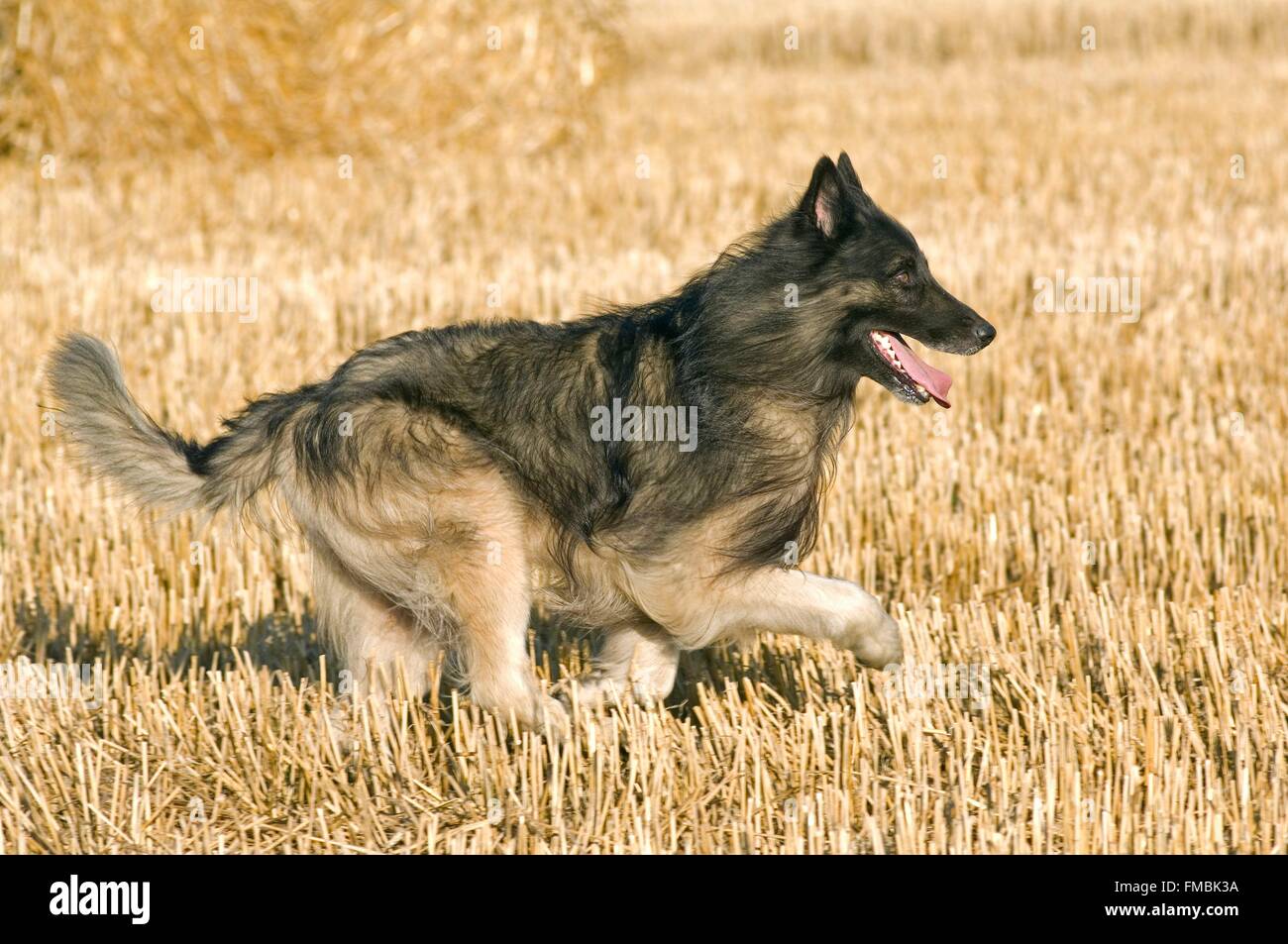 Canis familiaris hi-res stock photography and images - Alamy