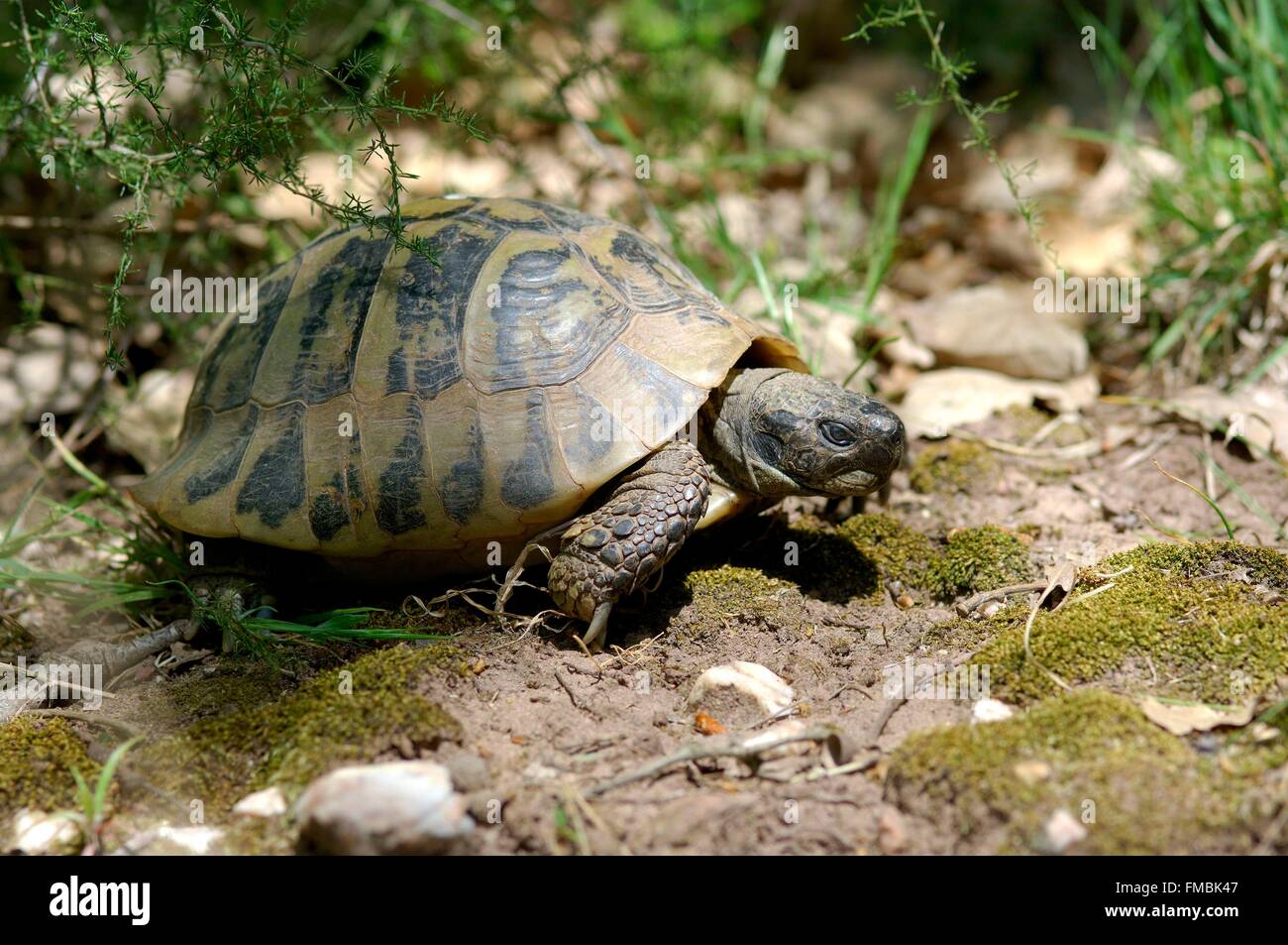 Turtle hermann france hi-res stock photography and images - Alamy