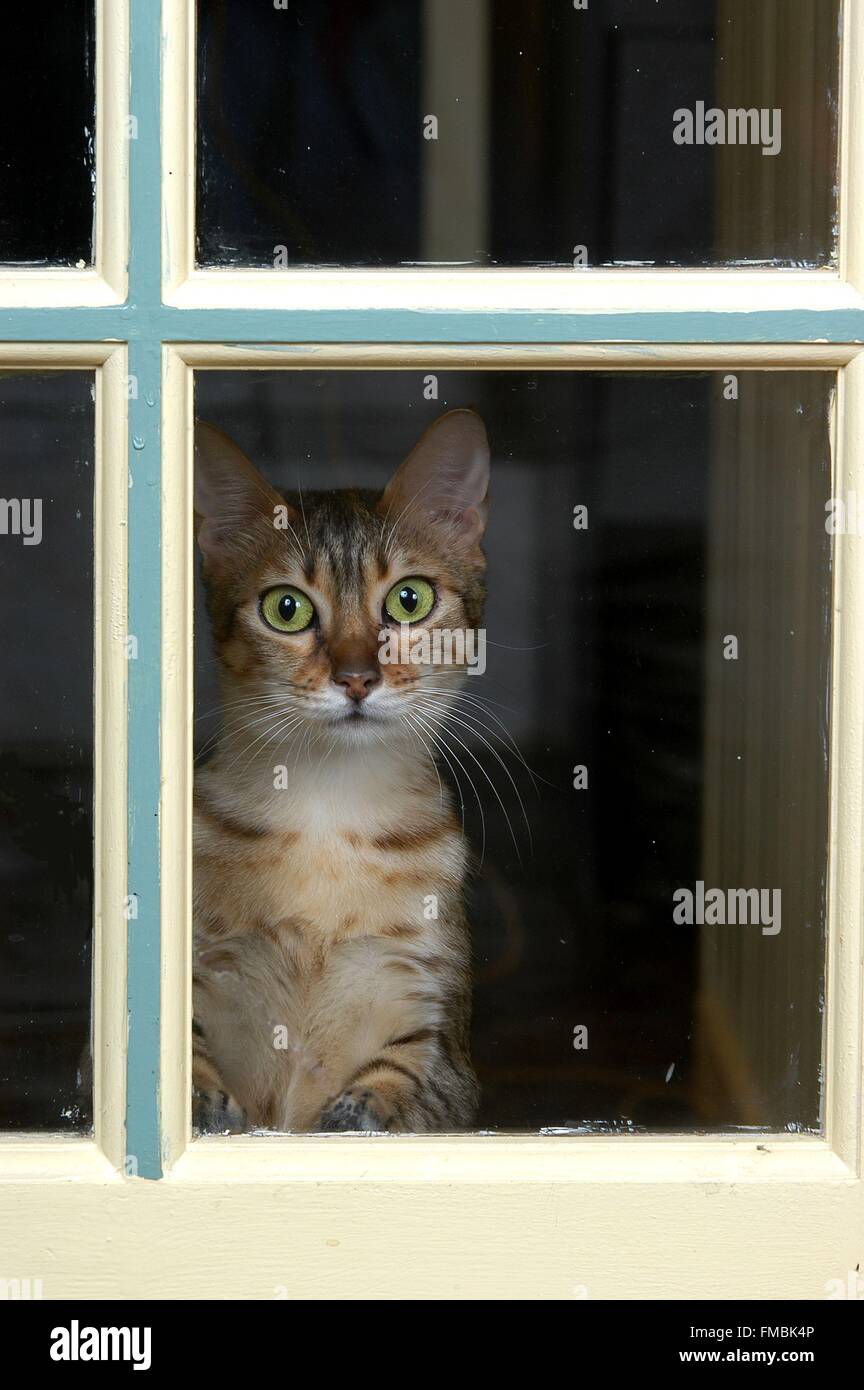 Cat through glass cat hi-res stock photography and images - Alamy