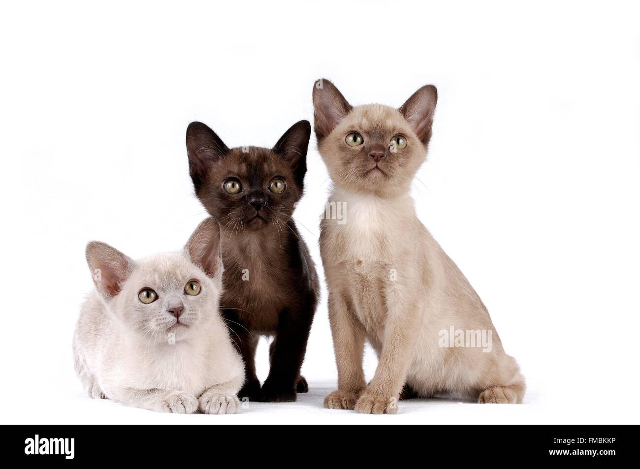 Burmese cat hi-res stock photography and images - Alamy