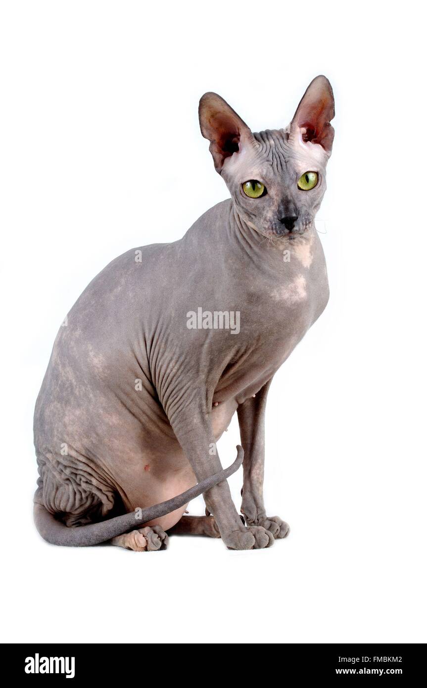 Donskoy cat hi-res stock photography and images - Alamy