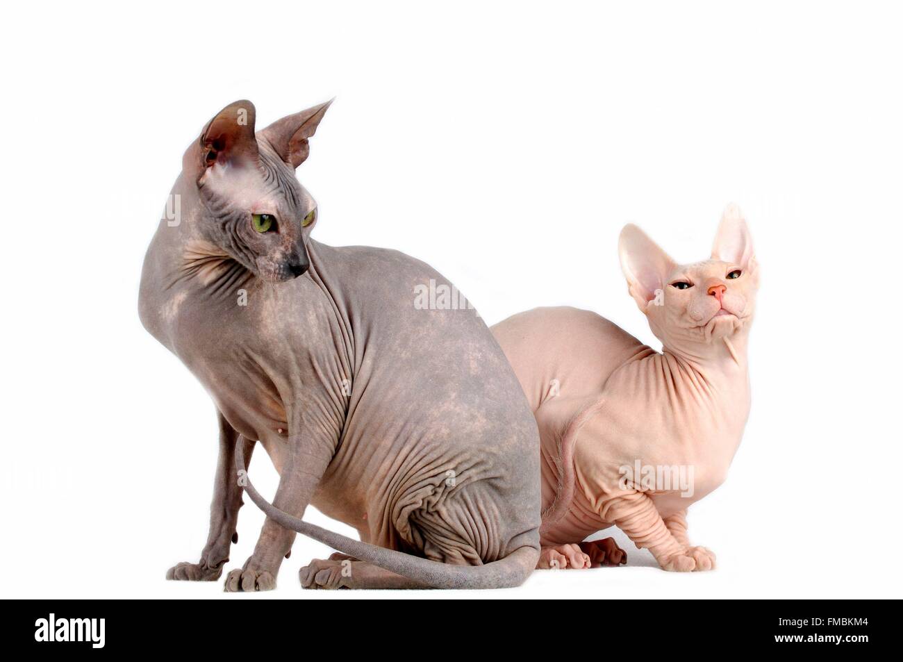 Donskoy cat hi-res stock photography and images - Alamy