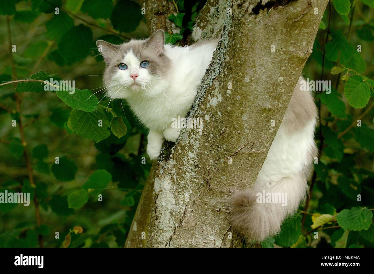 Catus tree hi-res stock photography and images - Alamy