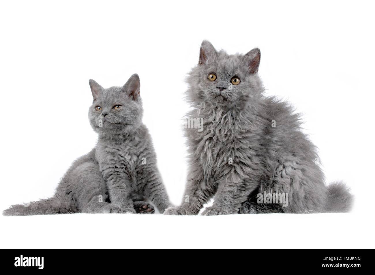 Cat (Felis silvestris catus), Selkirk Rex Stock Photo - Alamy
