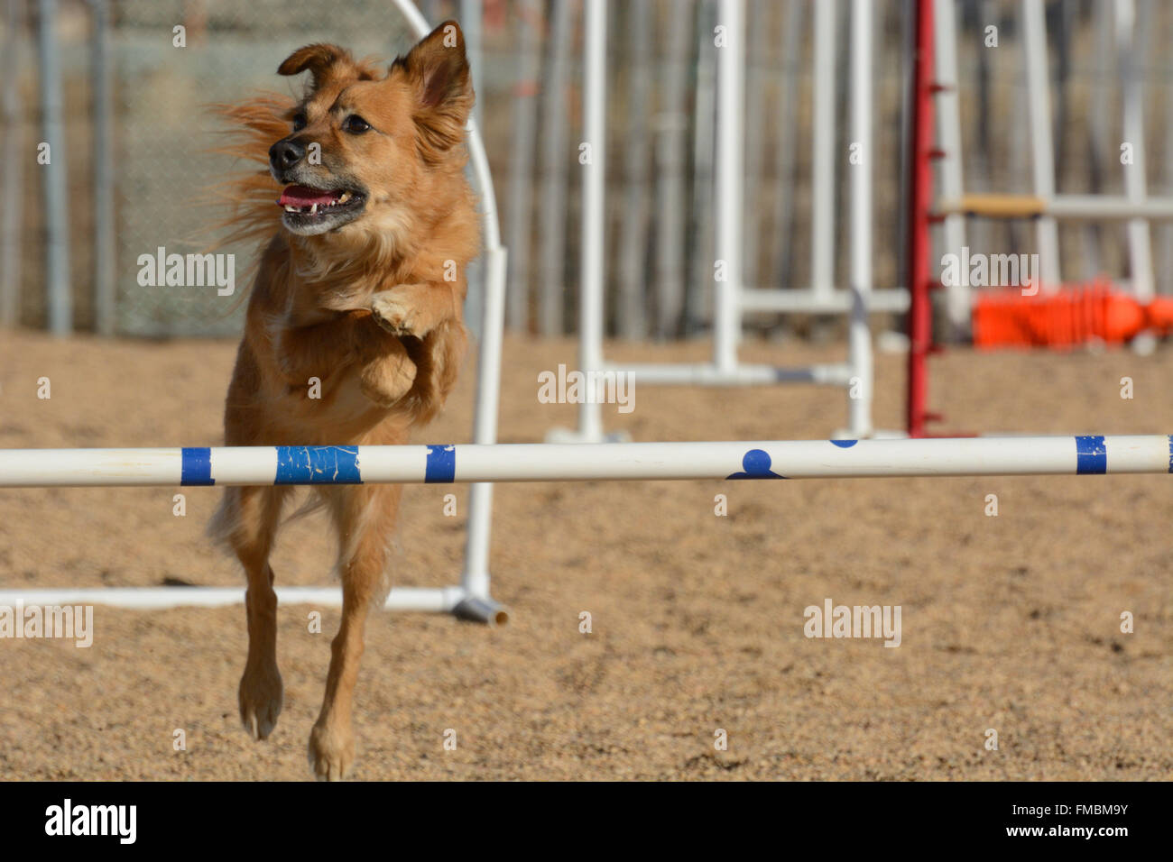 Dog agility practice: Mixed breed dog jumping over jump while watching ...