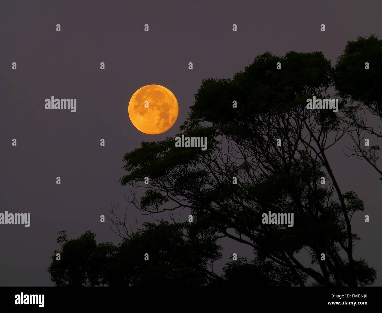 Big yellow moon rise and tree, photo taken at Ilan, Taiwan Stock Photo ...