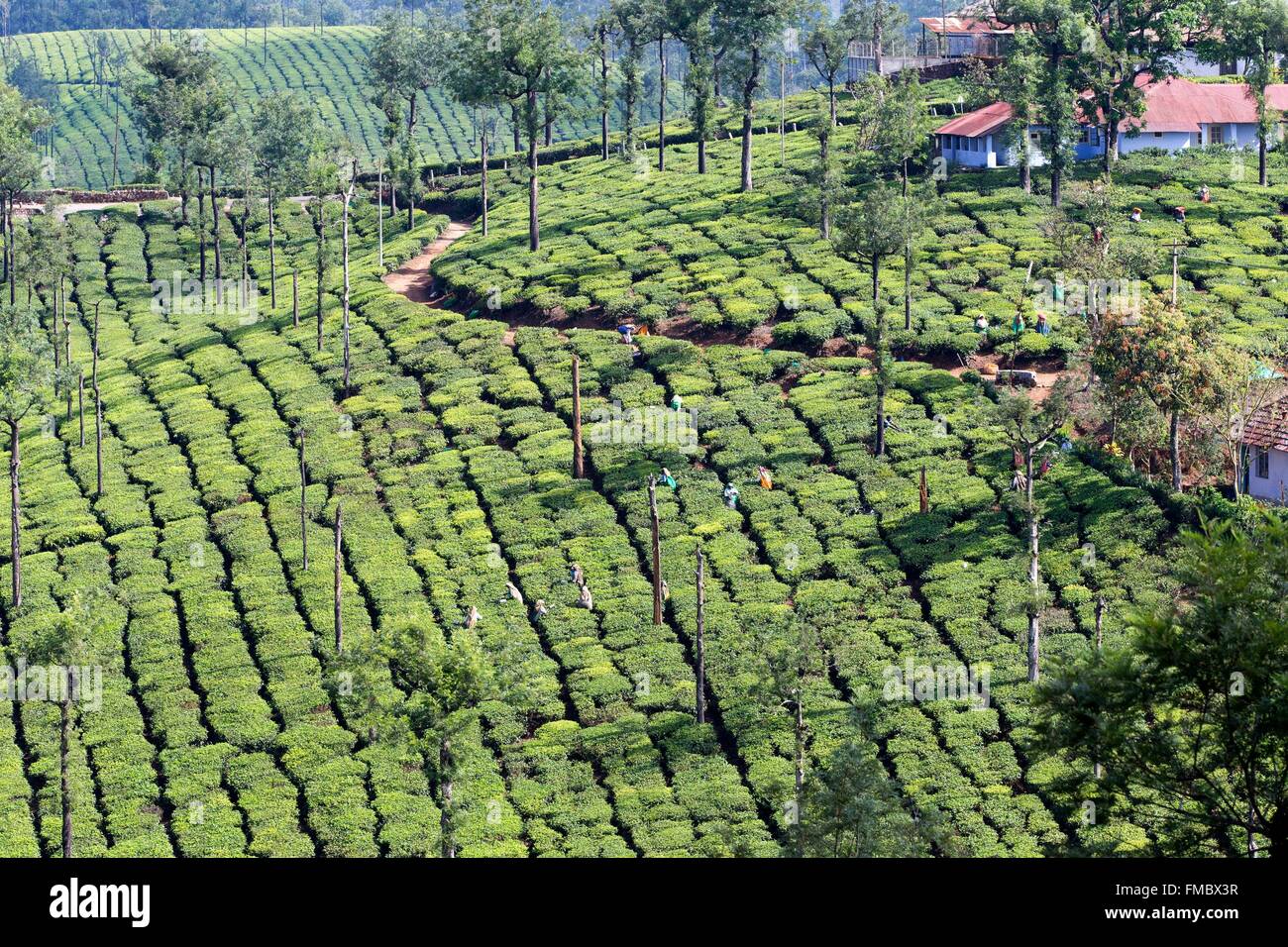 Anaimalai hills hi-res stock photography and images - Alamy