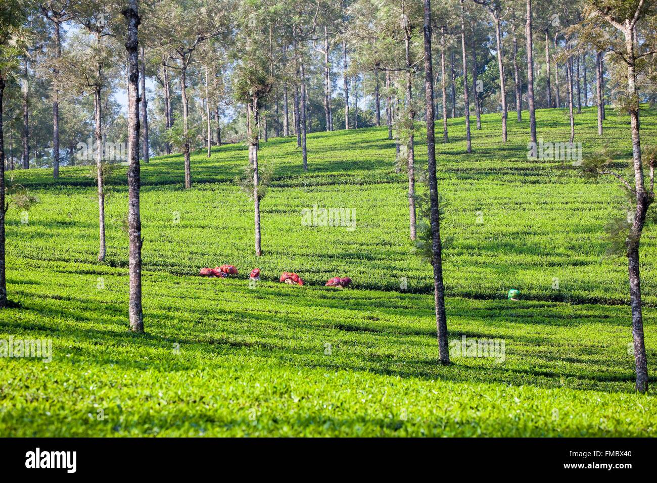 India, Tamil Nadu state, Anaimalai Mountain Range ( Nilgiri hills), tea ...