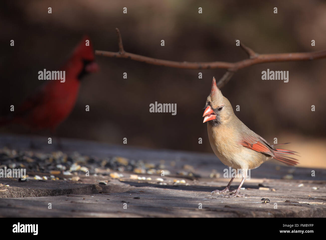 Female cardinal hi-res stock photography and images - Alamy