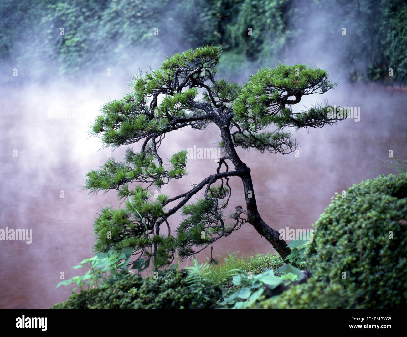 Japan tree hi-res stock photography and images - Alamy