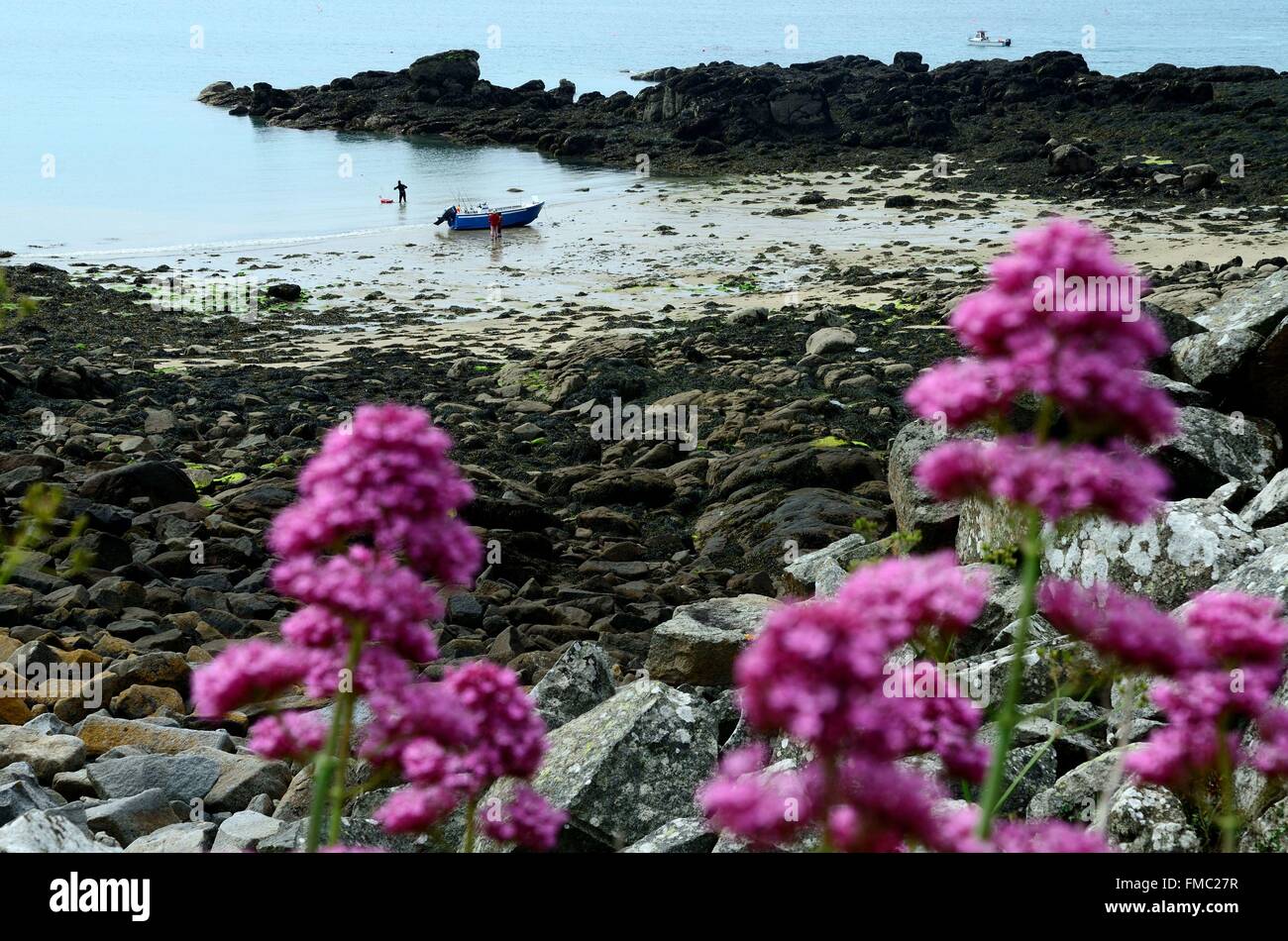 France, Manche, Chausey Islands, Normandy Stock Photo - Alamy