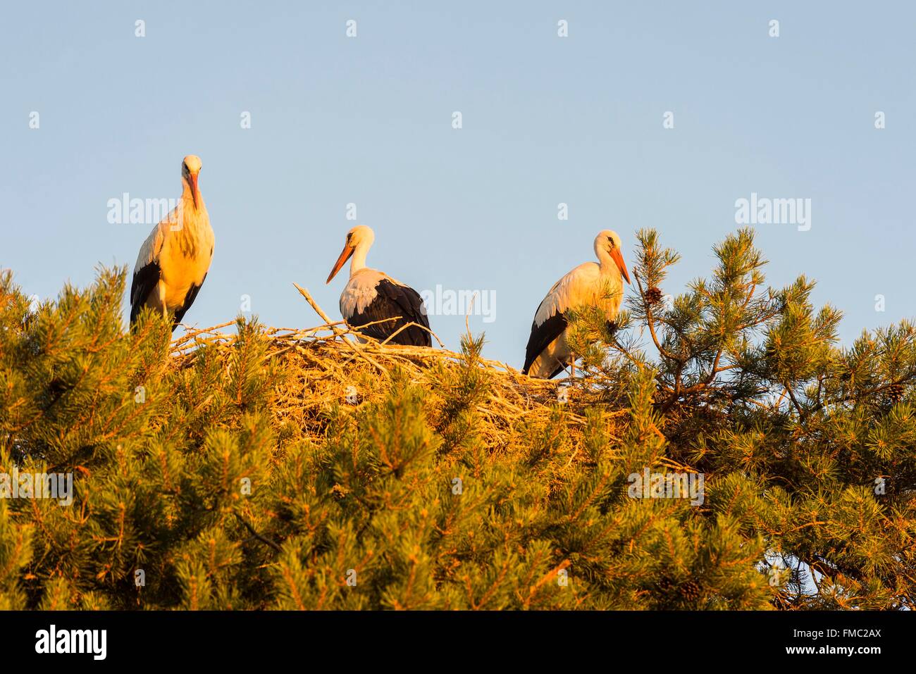 Storks france hi-res stock photography and images - Alamy