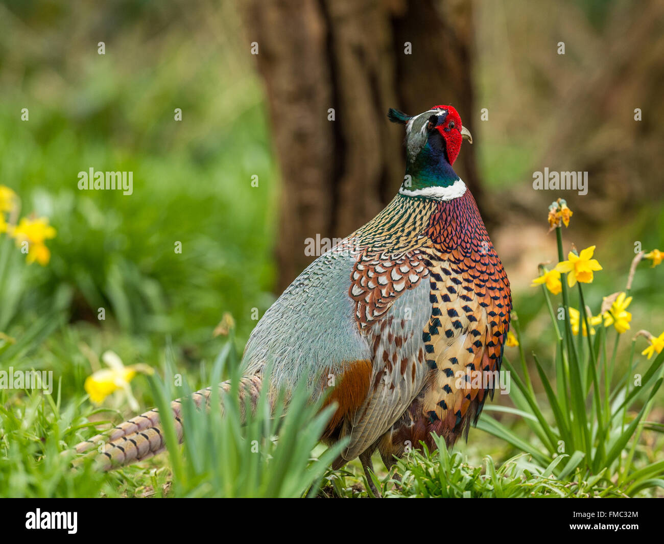 Beautiful British Ring-necked Pheasant (Phasianus colchicus) foraging ...