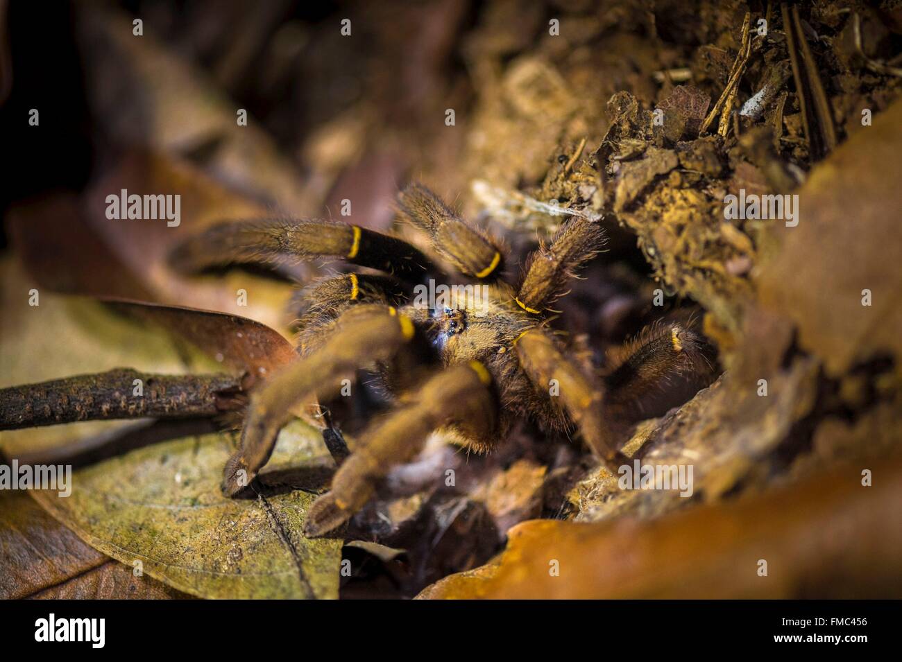 France, Guyana, French Guyana Amazonian Park, heart area, Camopi ...
