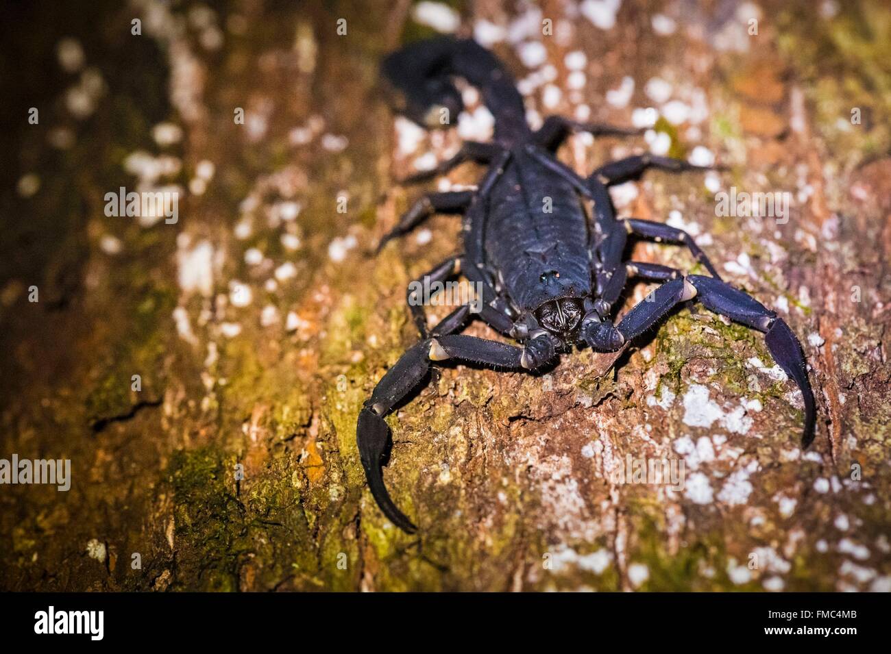 Amazon scorpion hi-res stock photography and images - Alamy