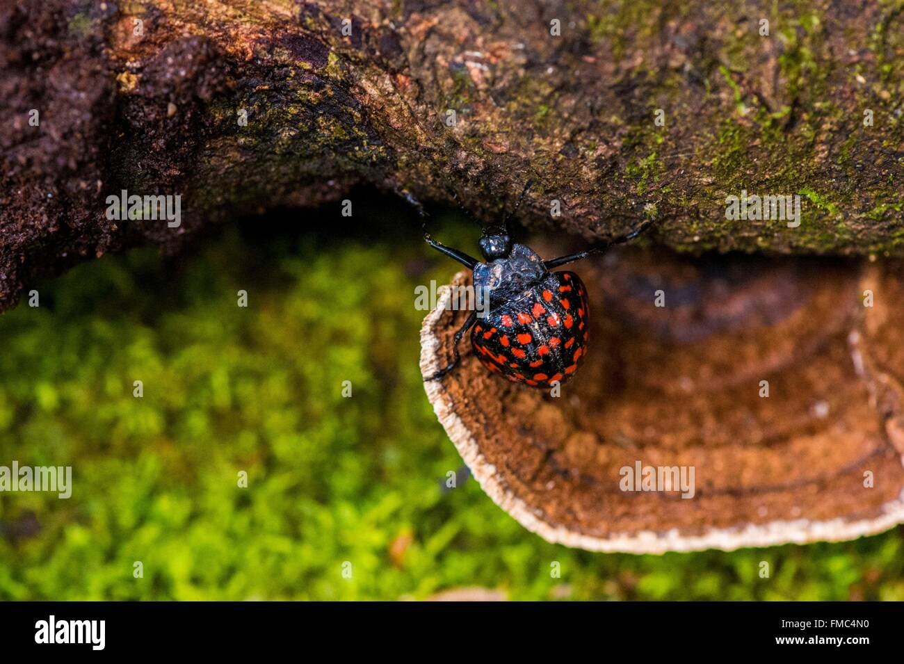 France, Guyana, French Guyana Amazonian Park, heart area, Camopi ...