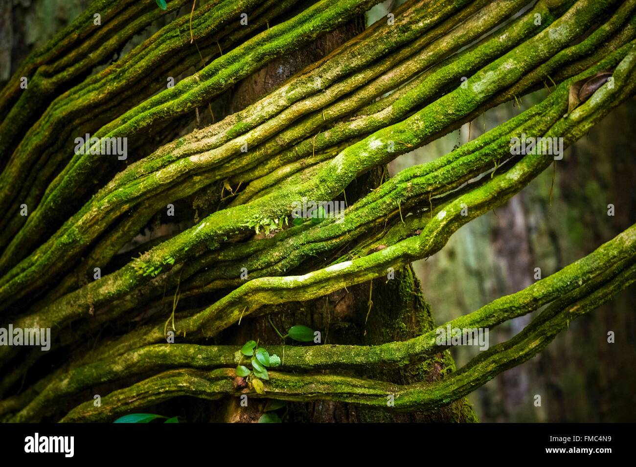 Lianas amazon hi-res stock photography and images - Alamy