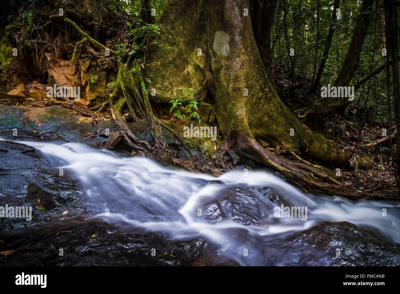 France, Guyana, French Guyana Amazonian Park, heart area, Camopi, one ...