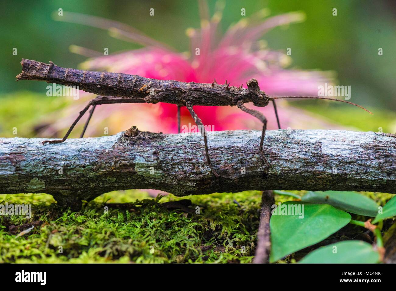 National flower of guyana hi-res stock photography and images - Alamy