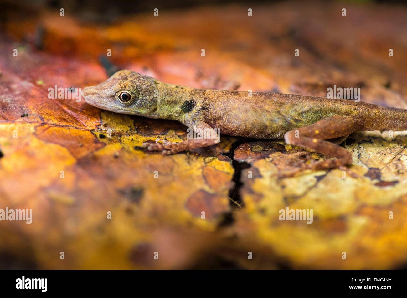 France lizards hi-res stock photography and images - Alamy