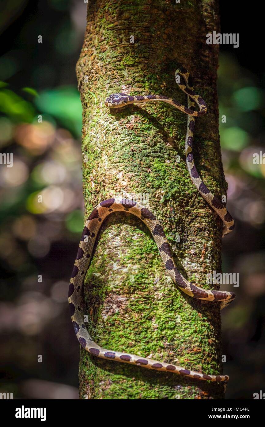 France, Guyana, French Guyana Amazonian Park, heart area, Camopi ...