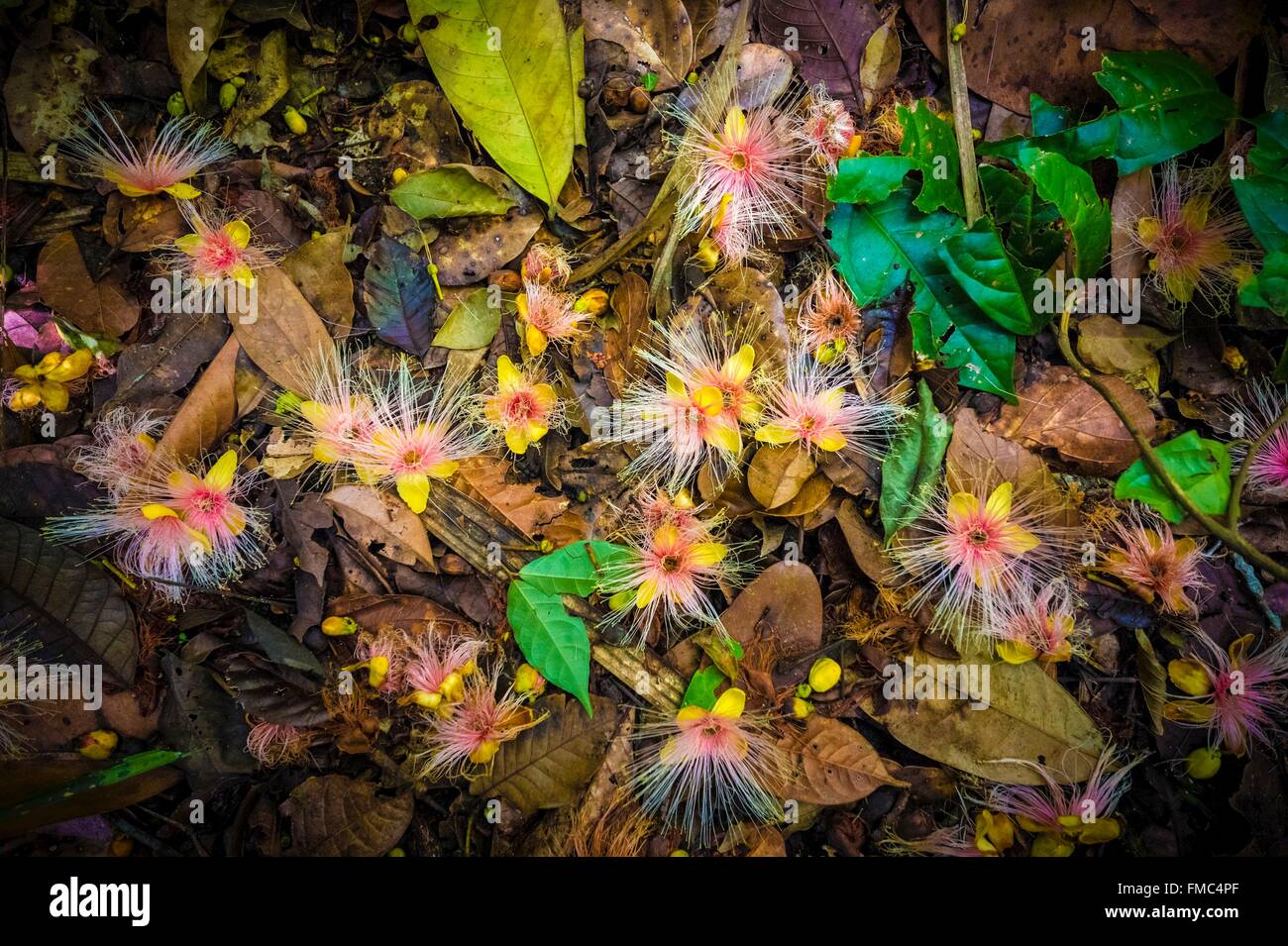 France, Guyana, French Guyana Amazonian Park, heart area, Camopi ...