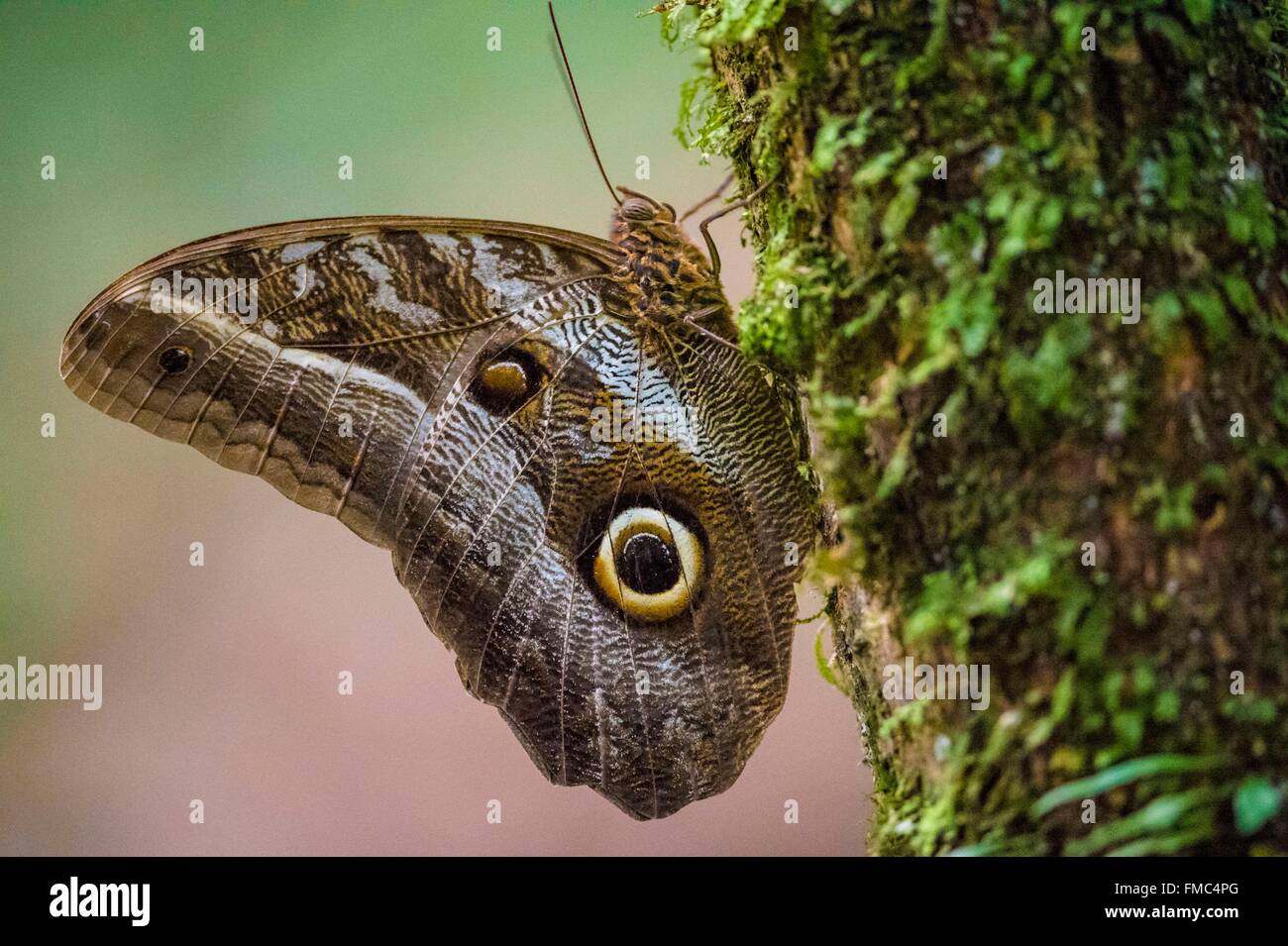 France, Guyana, French Guyana Amazonian Park, heart area, Camopi ...