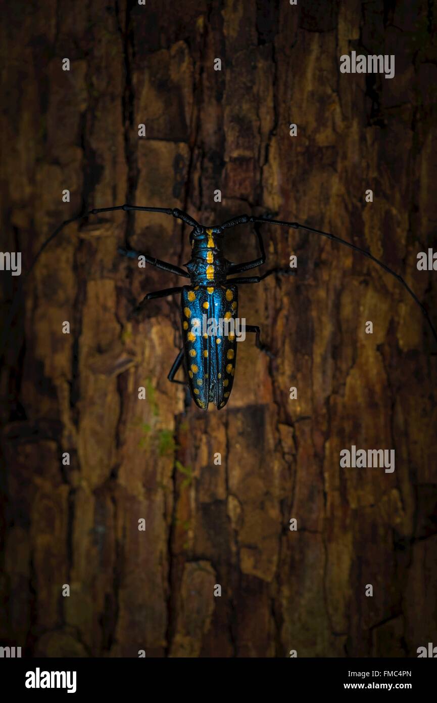 Amazonian beetle hi-res stock photography and images - Alamy