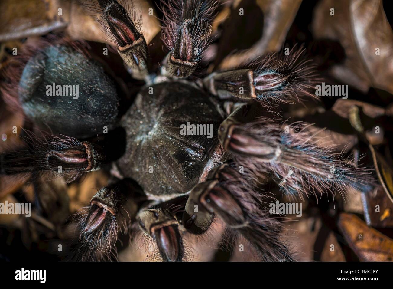 France, Guyana, French Guyana Amazonian Park, heart area, Camopi ...