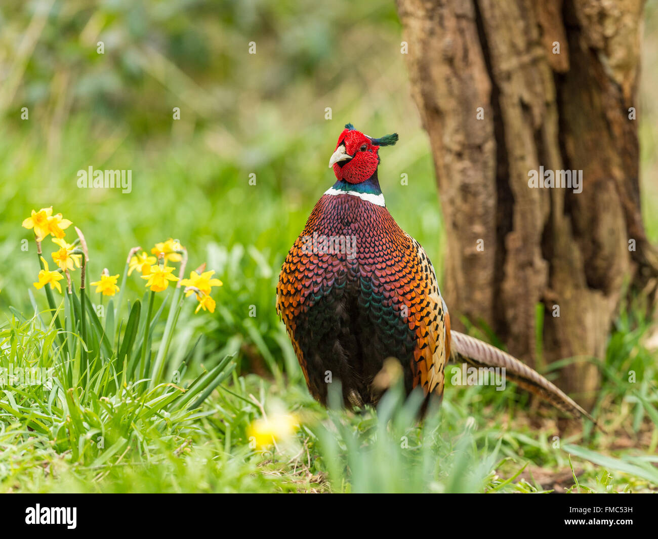 Beautiful British Ring-necked Pheasant (Phasianus colchicus) foraging ...