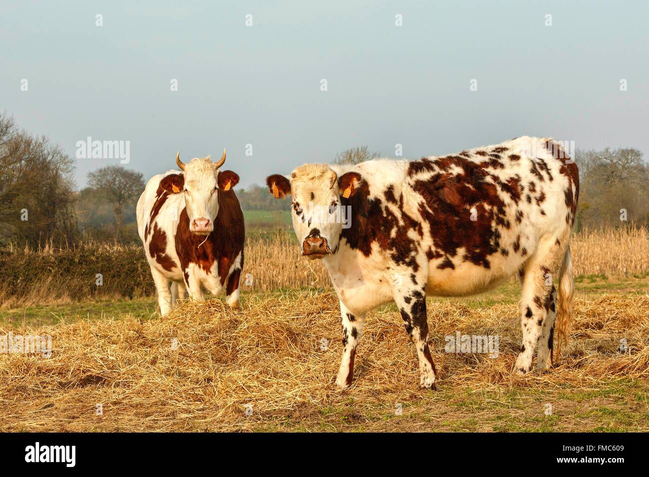 France, Manche, Mont Saint Michel, Normandy cows Stock Photo - Alamy