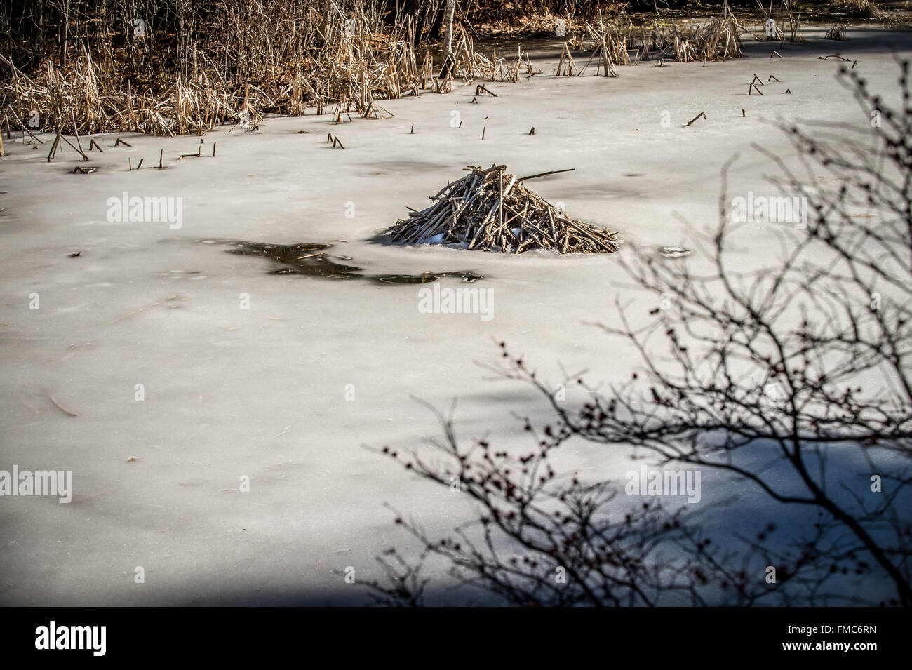 Beavers never stop working hi-res stock photography and images - Alamy