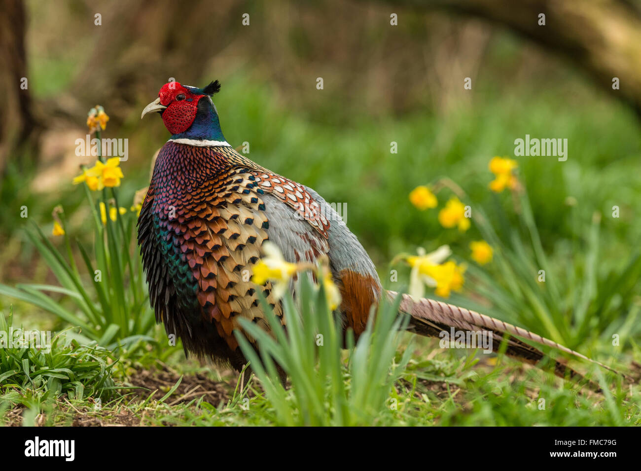 Beautiful British Ring-necked Pheasant (Phasianus colchicus) foraging ...