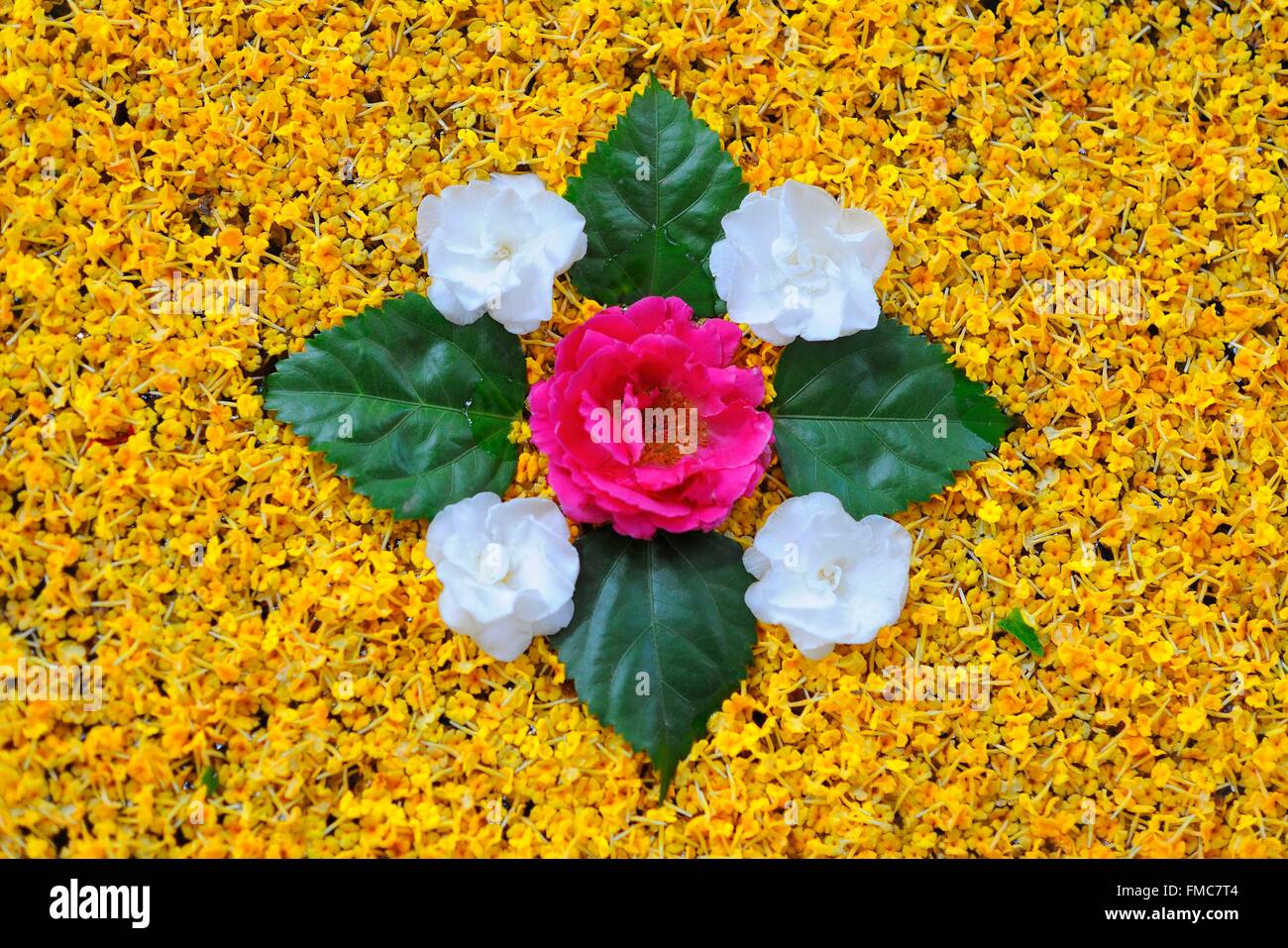 India, Odisha, floating flowers Stock Photo - Alamy