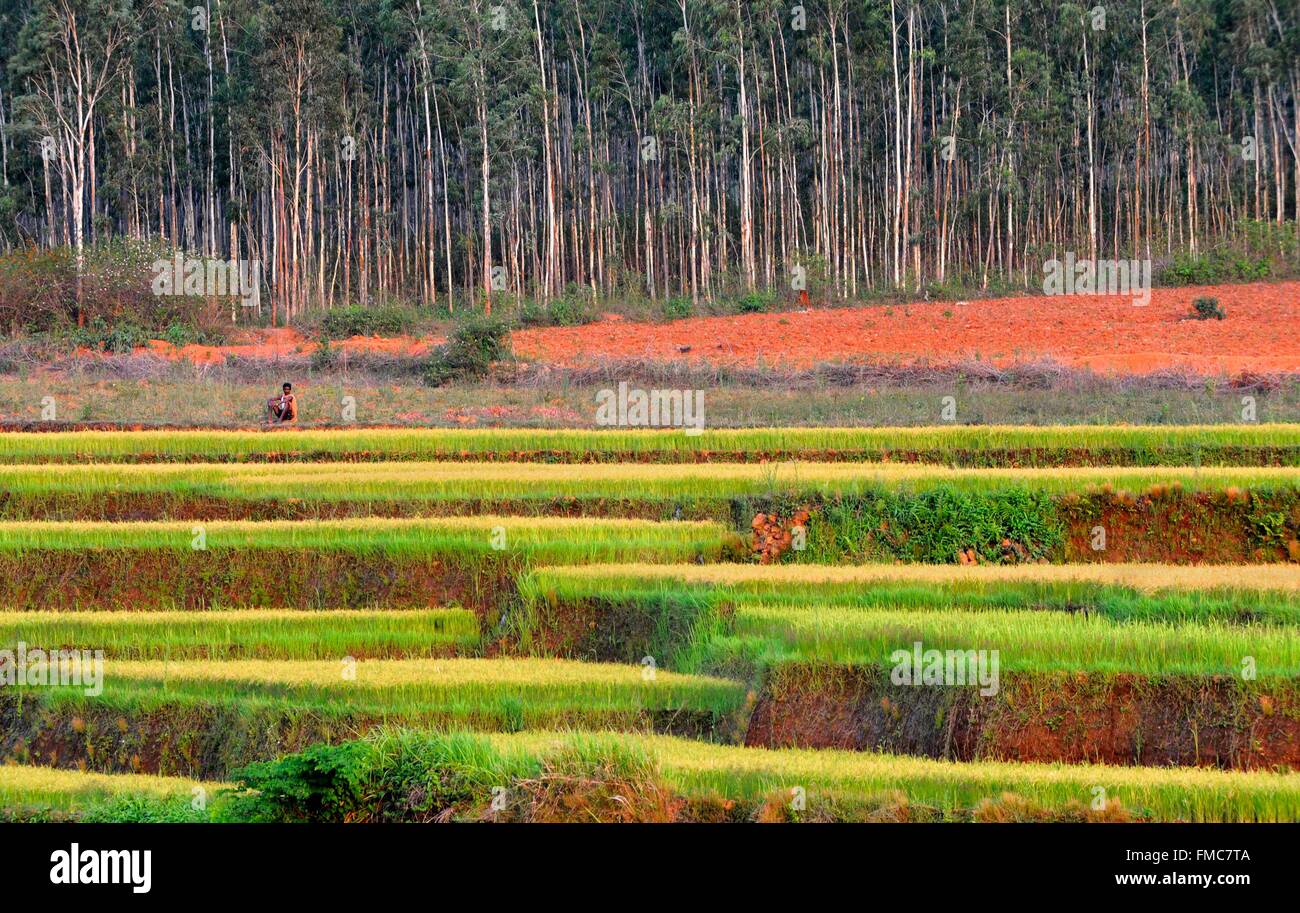 India, Odisha, Rice fields Stock Photo - Alamy