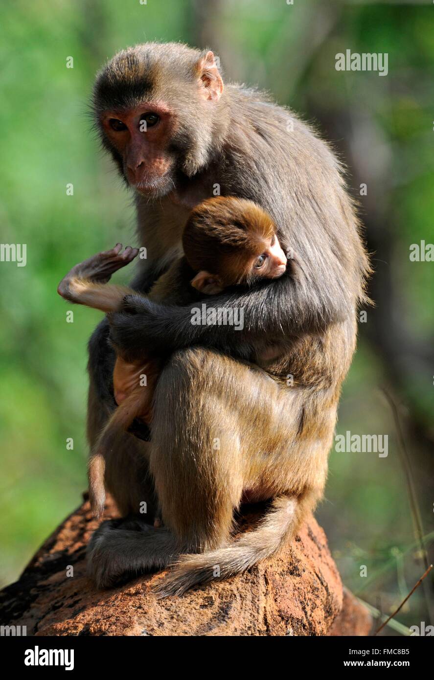India, Odisha, monkeys Stock Photo - Alamy