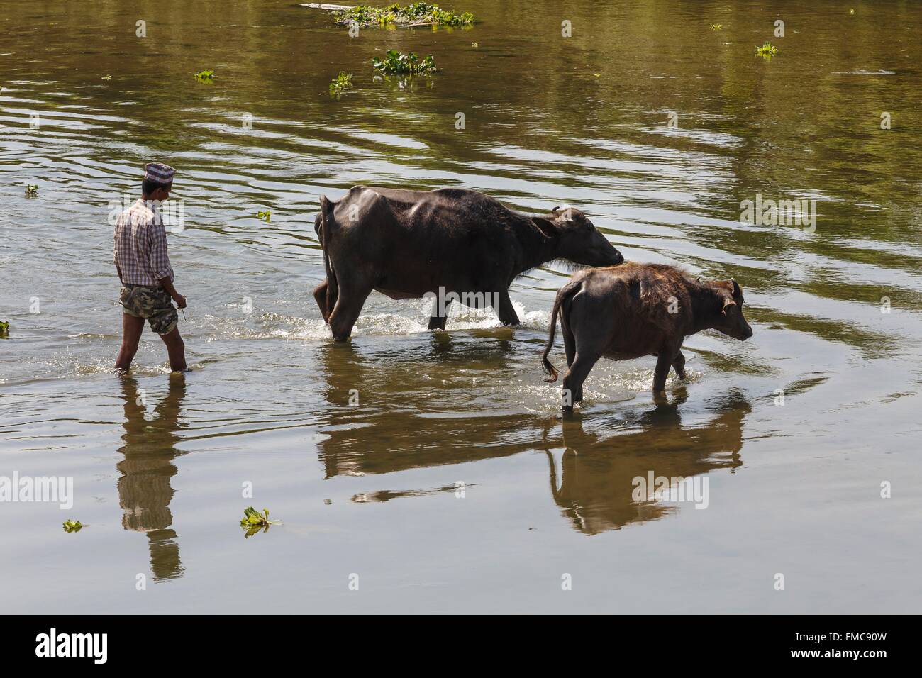 Nepal, Narayani zone, Sauraha, two buffalos and a man in the Budhi ...