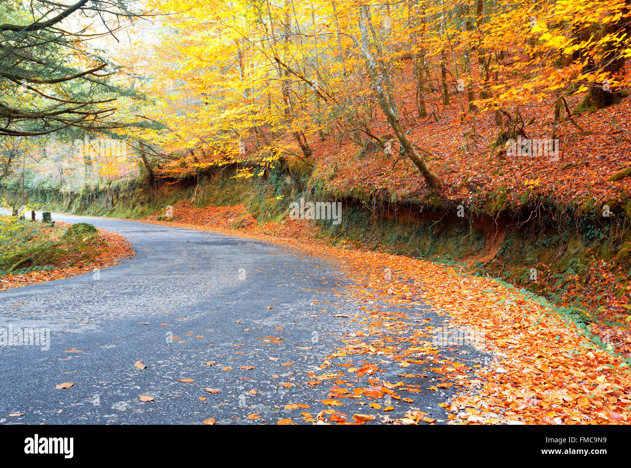Light colored road hi-res stock photography and images - Alamy