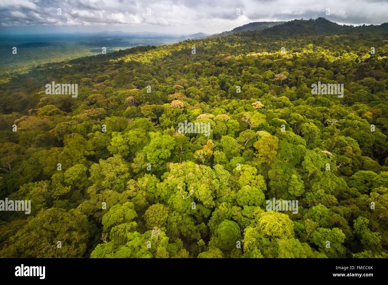 Guyana Rainforest Canopy Stock Photos & Guyana Rainforest Canopy Stock ...