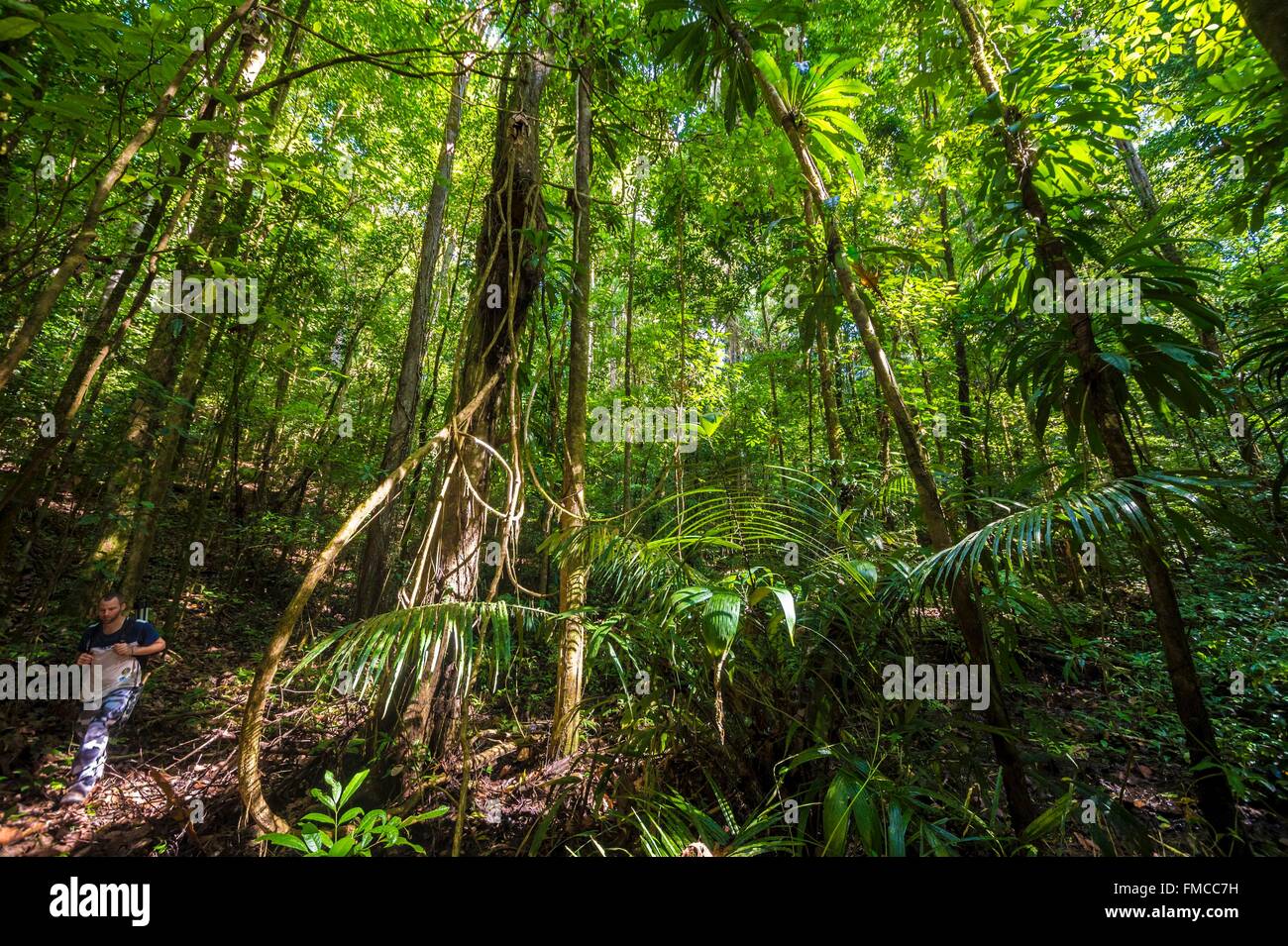 French guyana jungle hi-res stock photography and images - Alamy
