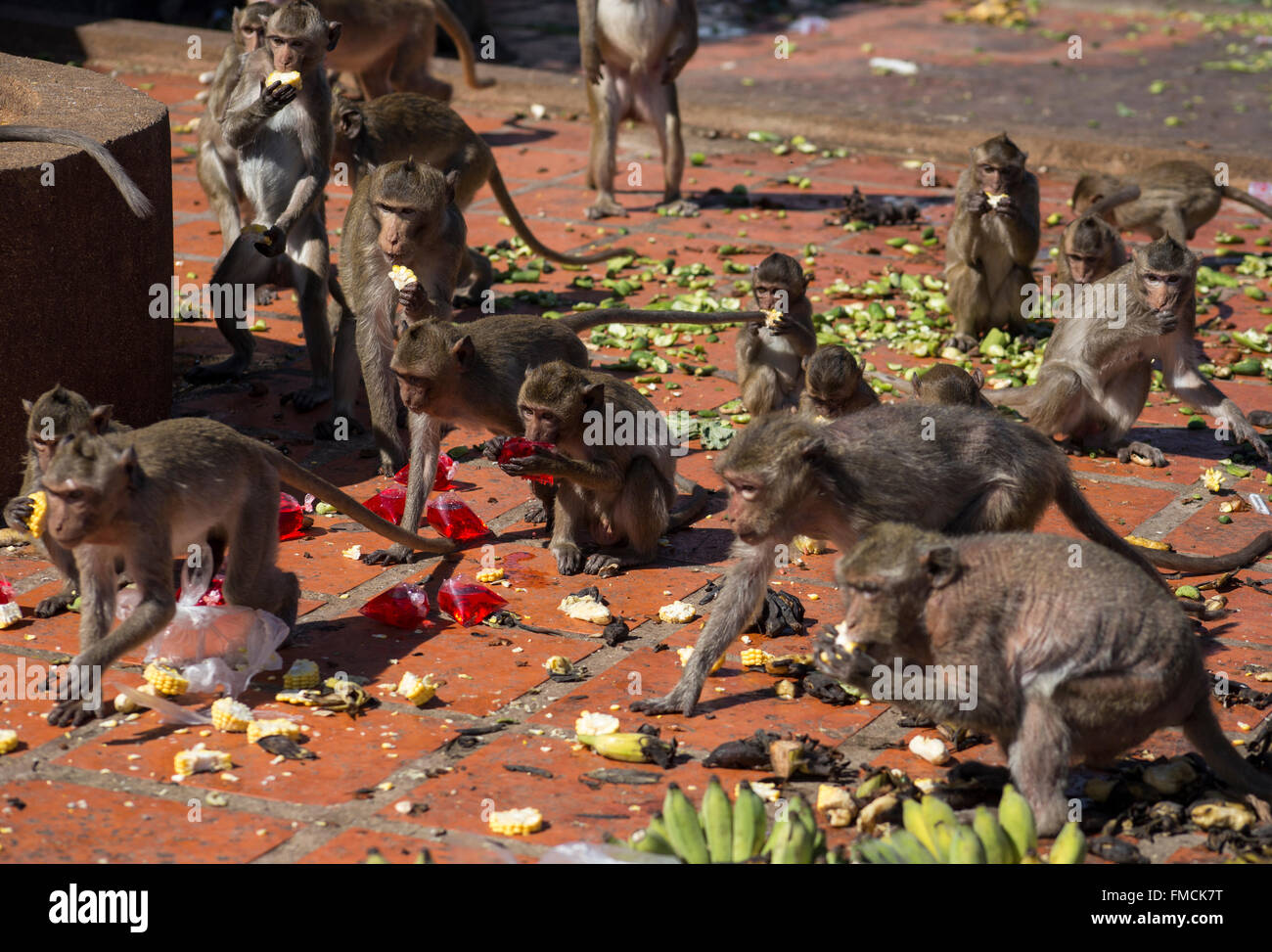 Long tailed or crab eating macaques macaques hi-res stock photography ...