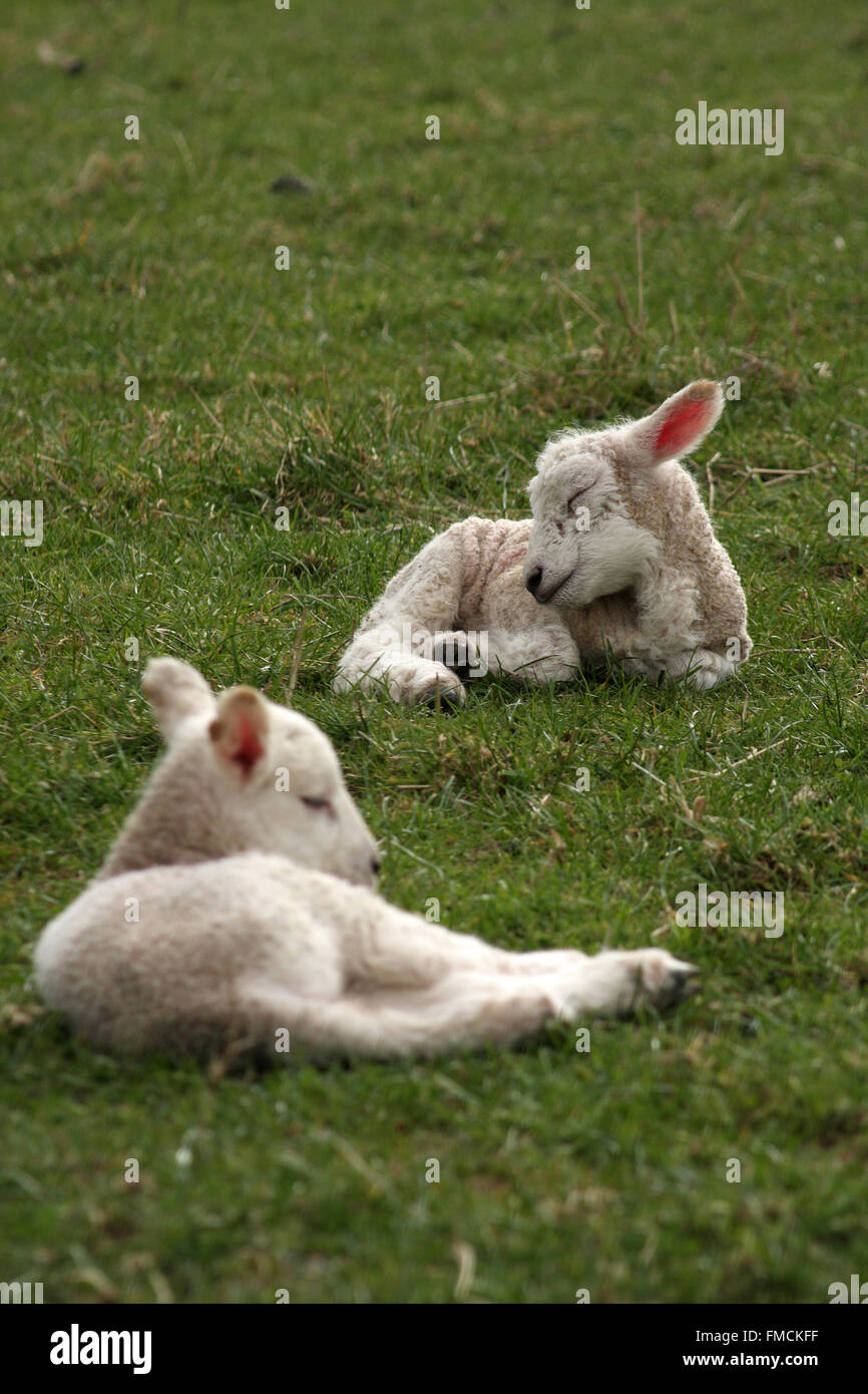 Spring lambs, newly born, slumbering in field. Worcestershire ...