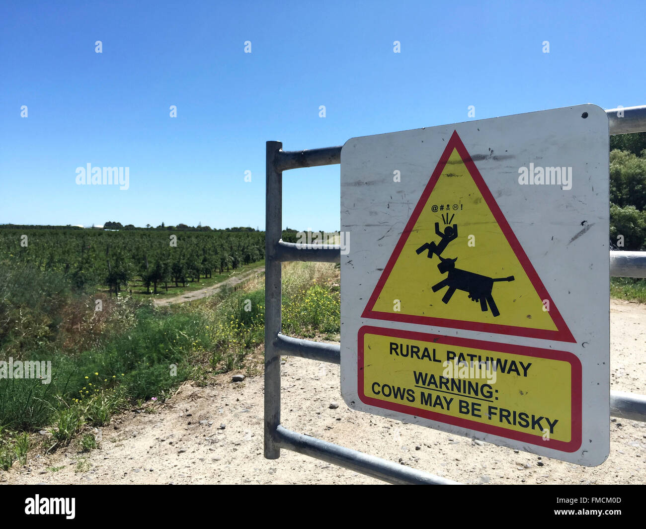 Amusing frisky cow warning sign on a gate in the New Zealand ...
