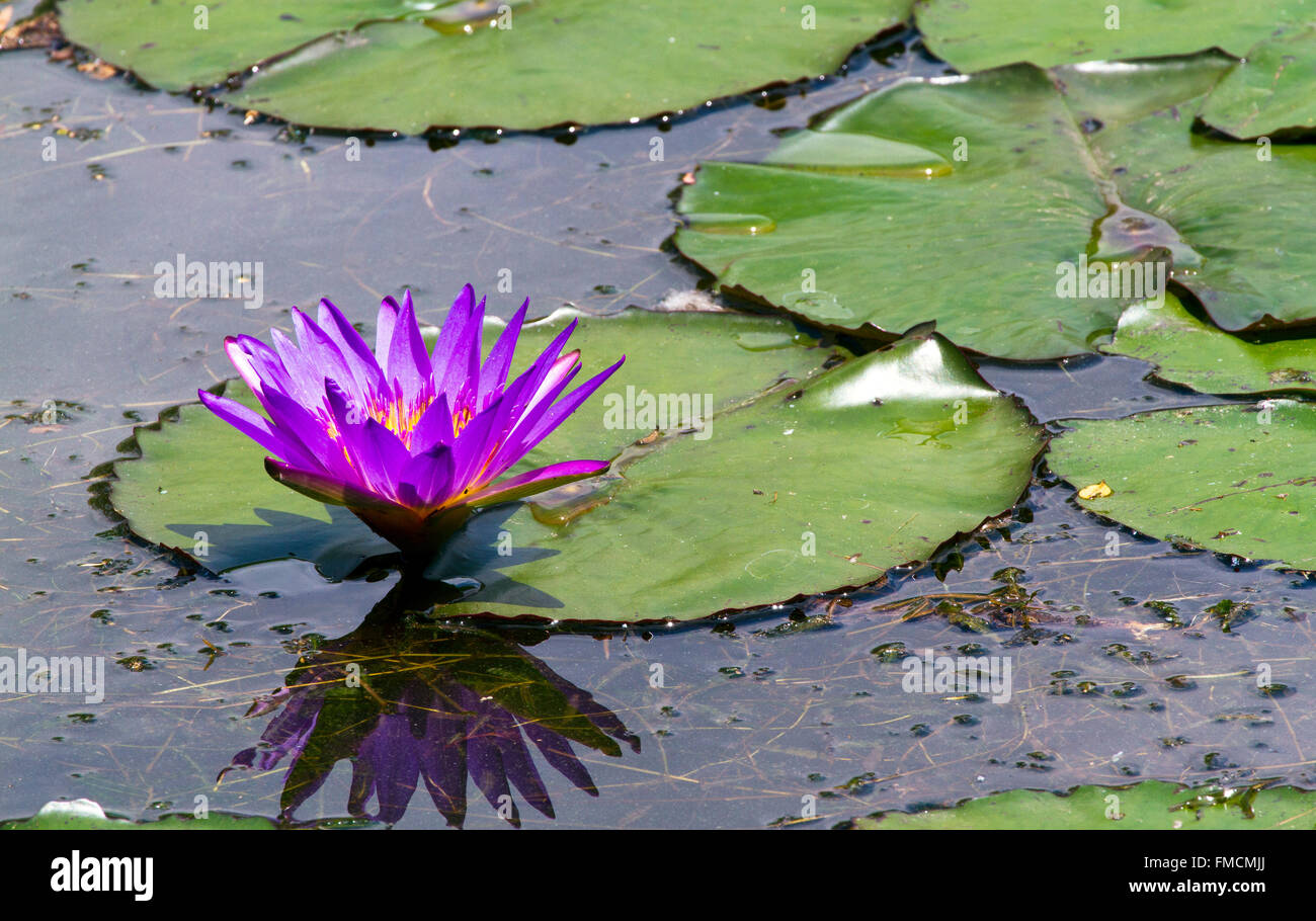 purple water lily and lily pads in a lake near Brisbane, queensland ...
