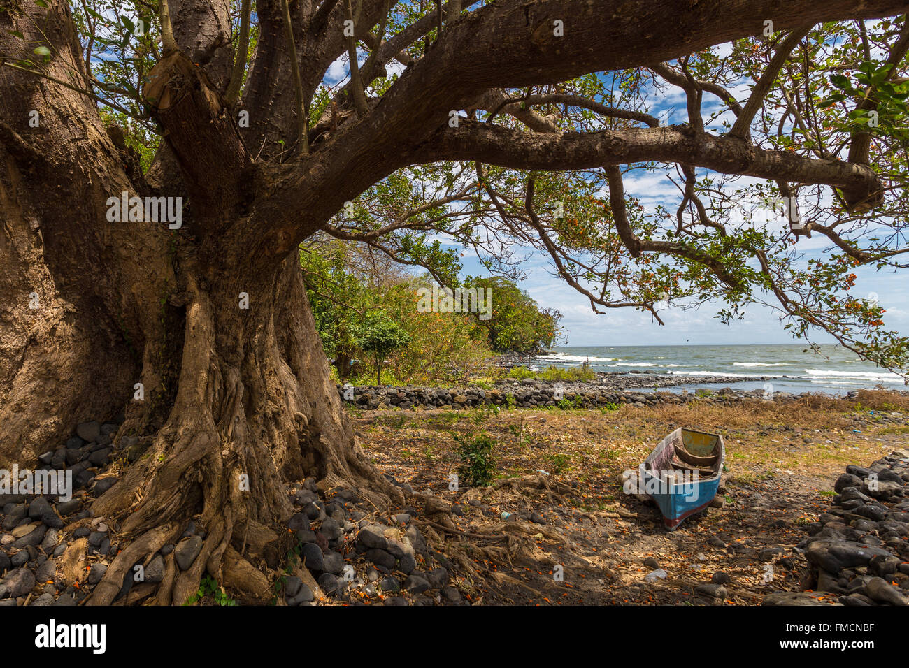 Under a big tree hi-res stock photography and images - Alamy